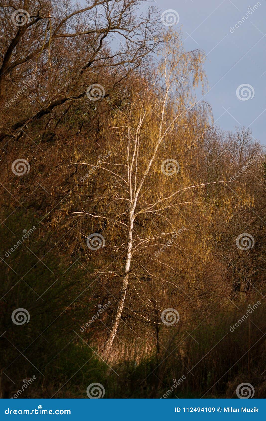 Budding Birch Tree in Sunshine Stock Image - Image of outdoors, sprout ...
