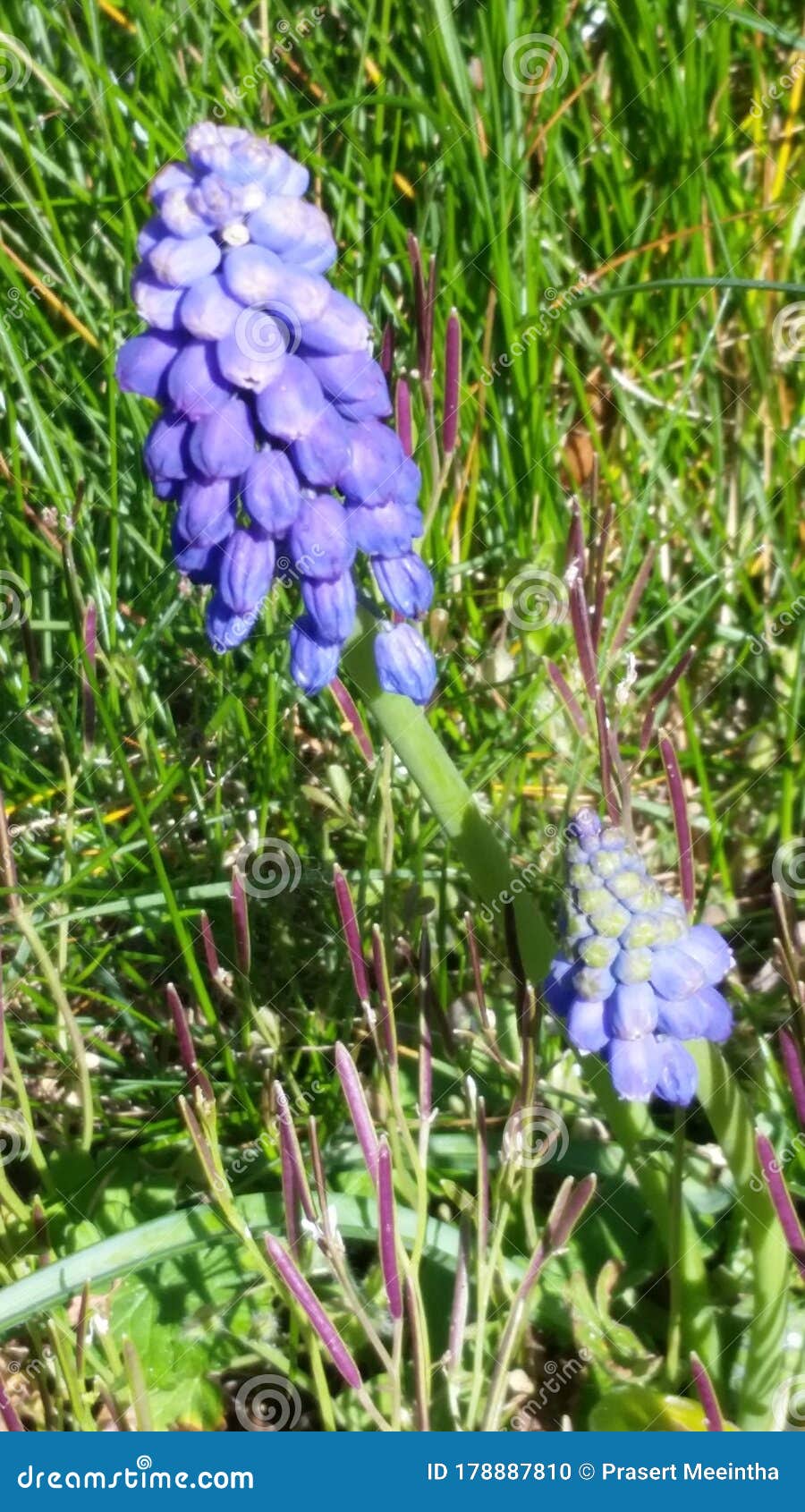 Blue Bell Flowers stock photo. Image of floor, buds - 178887810