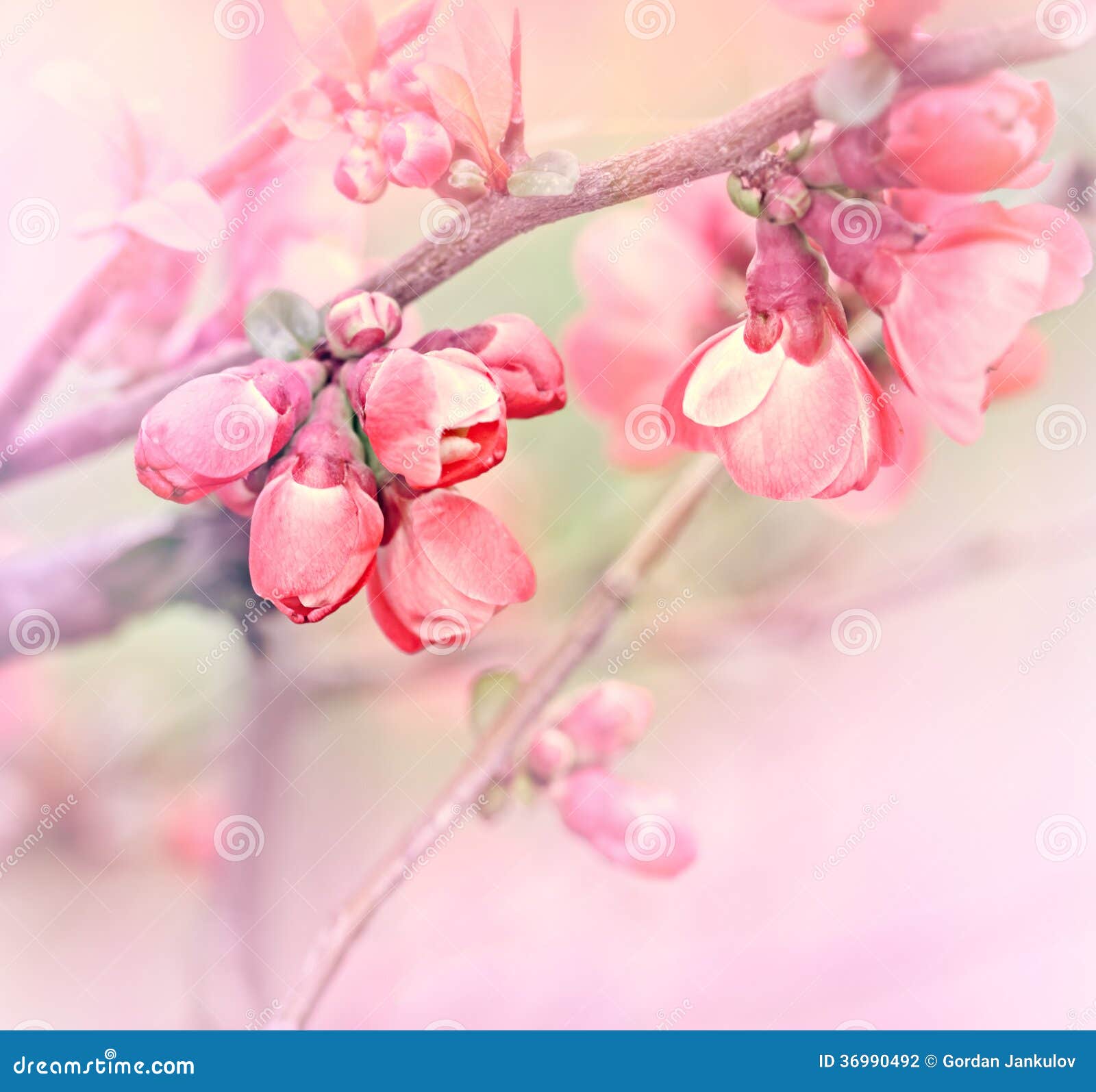 Budding bud stock photo. Image of pistil, foliage, idyllic - 36990492