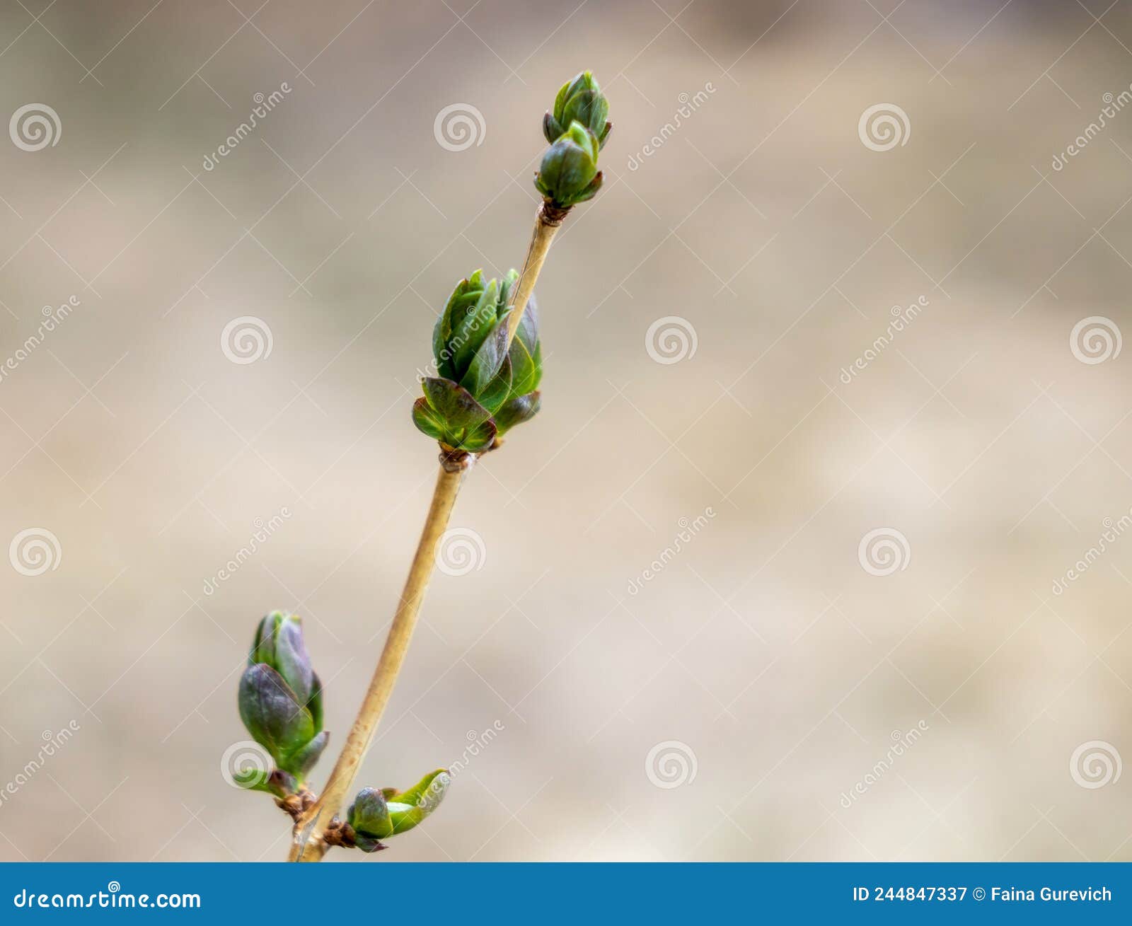 Budding Bud with Young Leaves Stock Image - Image of botany, hope ...