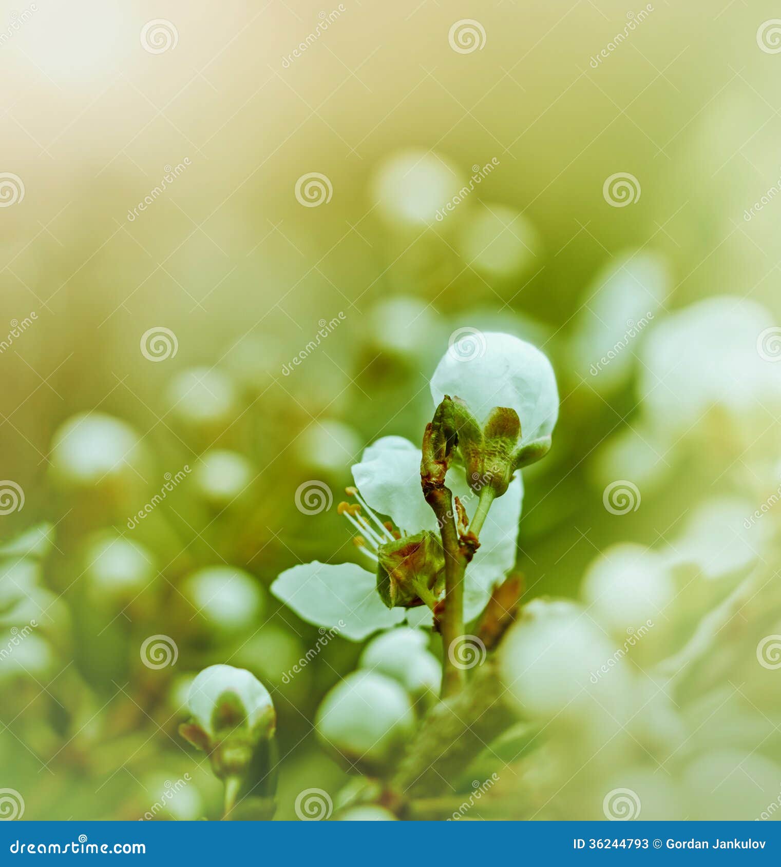 Budding buds stock image. Image of flower, fruit, blooming - 36244793
