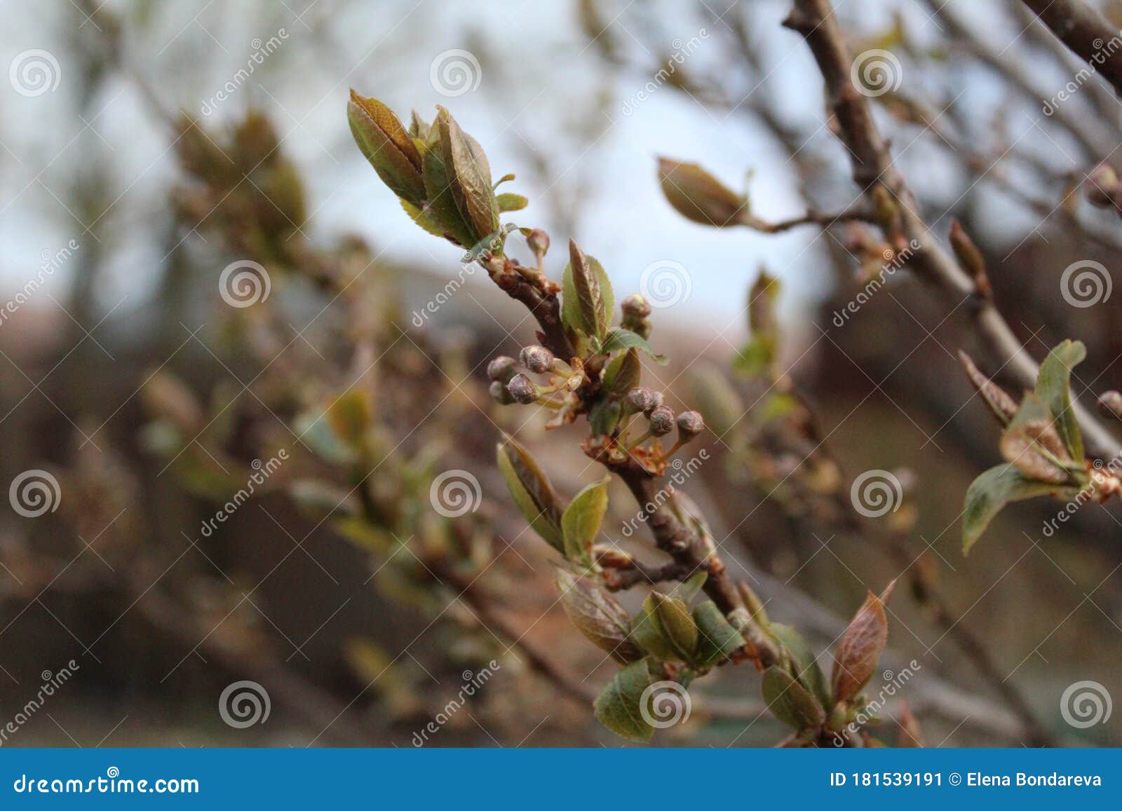 Budding Buds with Small Leaves on Tree Branches in Spring Stock Image ...