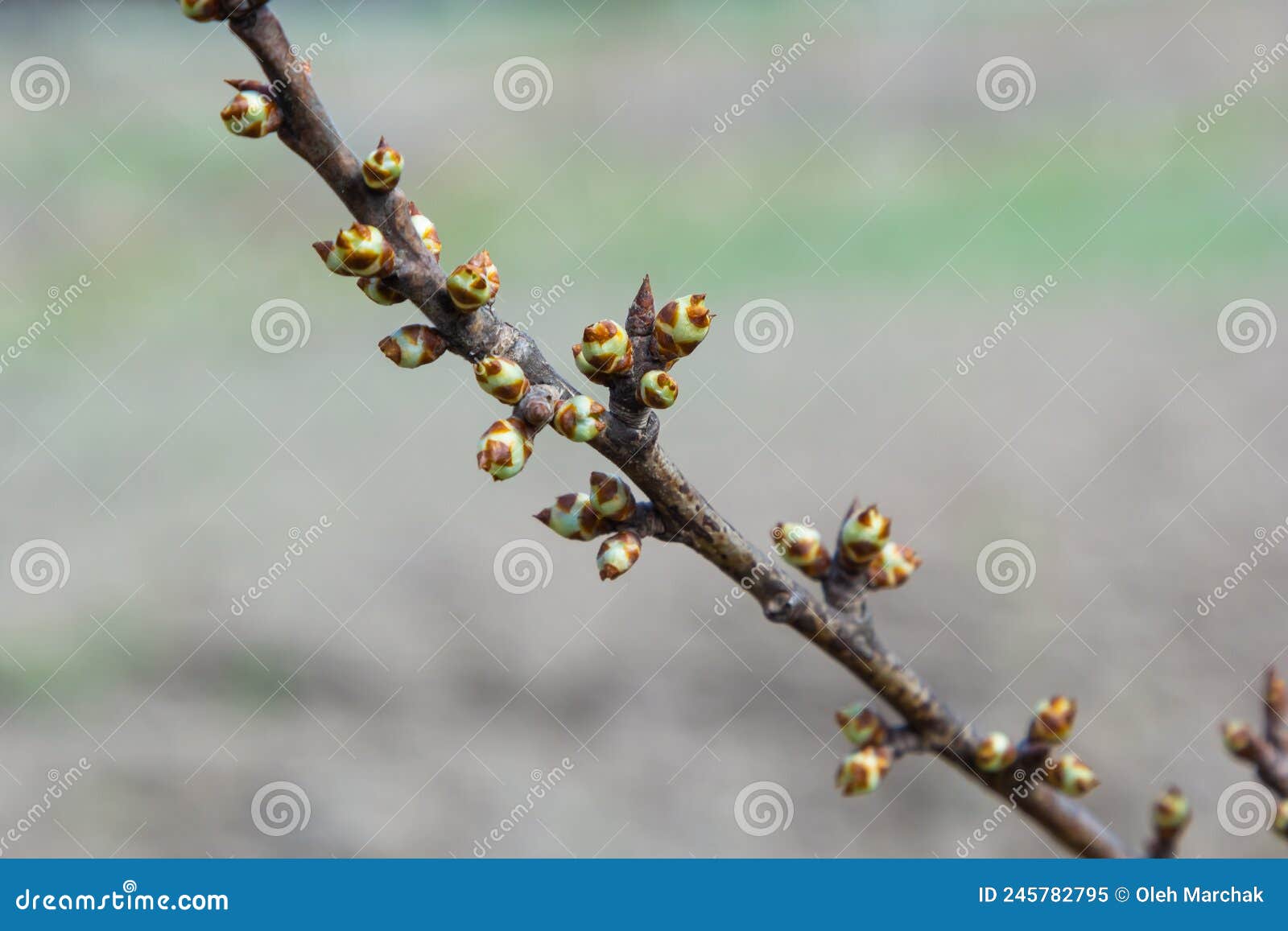 Budding Buds on a Tree Branch in Early Spring Macro Stock Image - Image ...