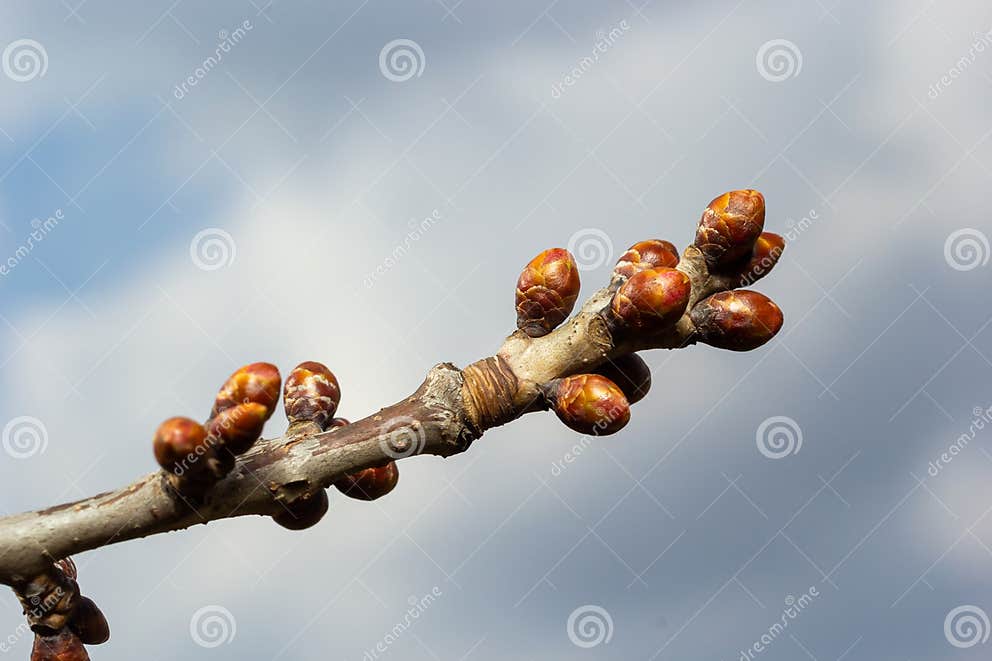 Budding Buds on a Tree Branch in Early Spring Macro. Early Spring, a Twig on a Blurred ...
