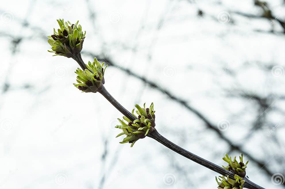 Budding Buds on a Tree Branch in Early Spring Macro. Early Spring, a Twig on a Blurred ...