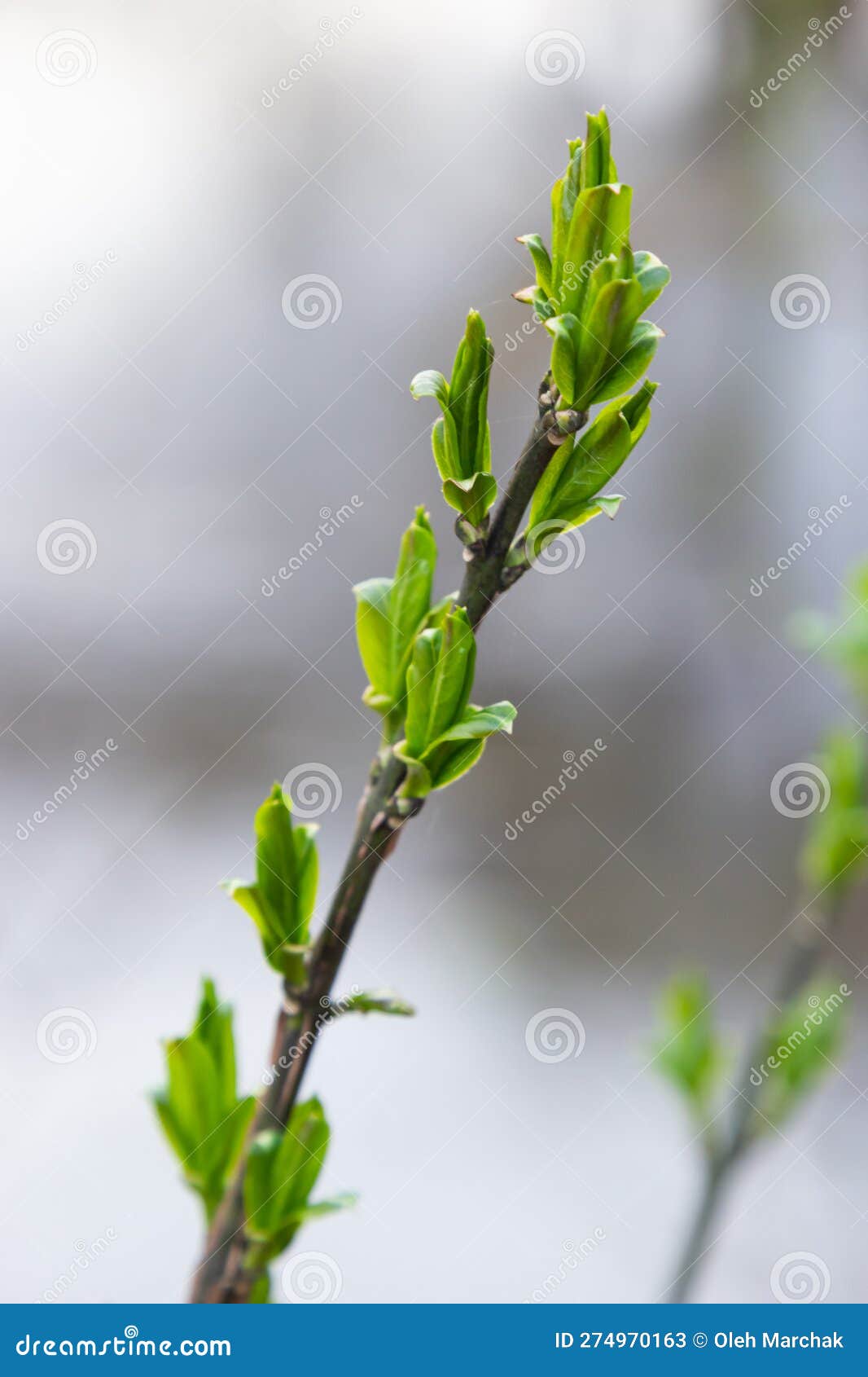 Budding Buds on a Tree Branch in Early Spring Macro. Early Spring, a ...