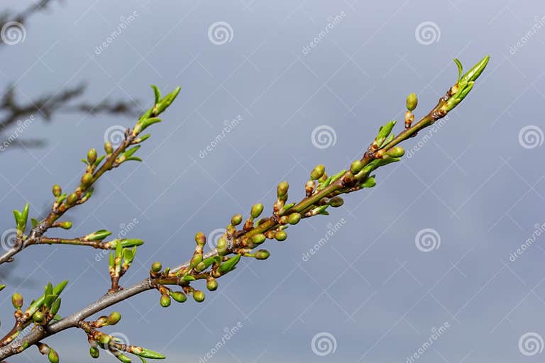 Budding Buds on a Tree Branch in Early Spring Macro. Early Spring, a ...