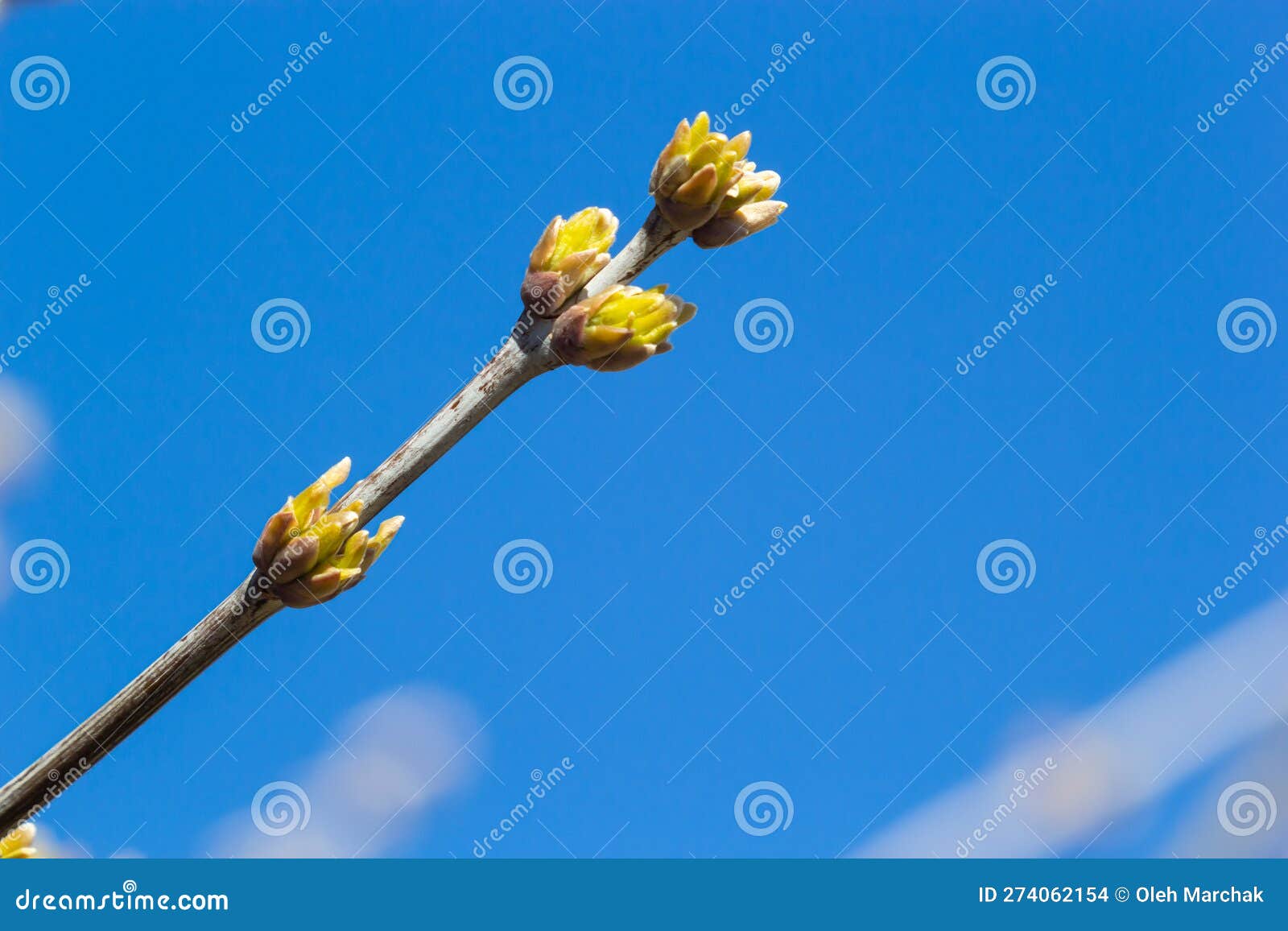 Budding Buds on a Tree Branch in Early Spring Macro. Early Spring, a ...