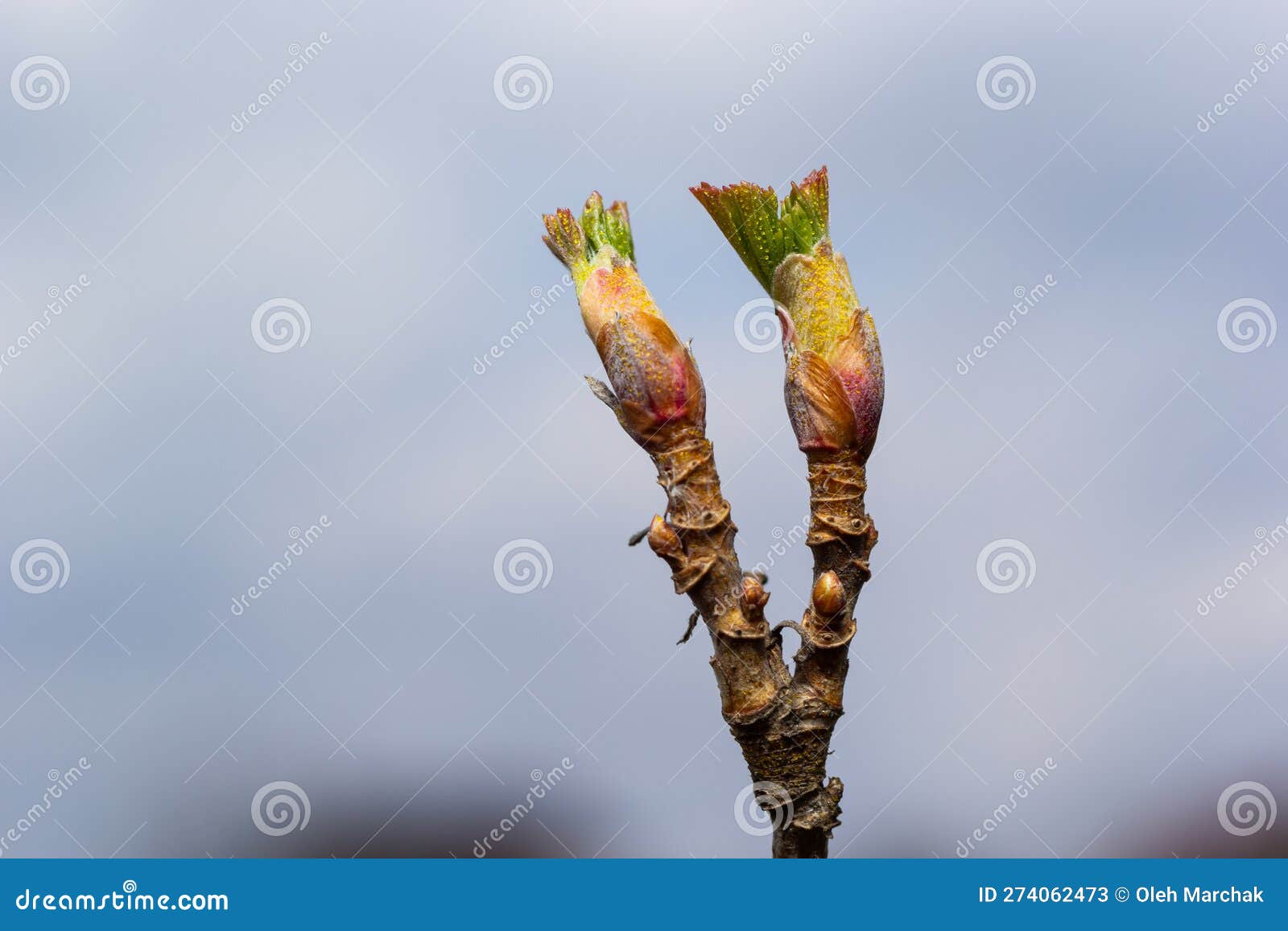 Budding Buds on a Tree Branch in Early Spring Macro. Early Spring, a ...