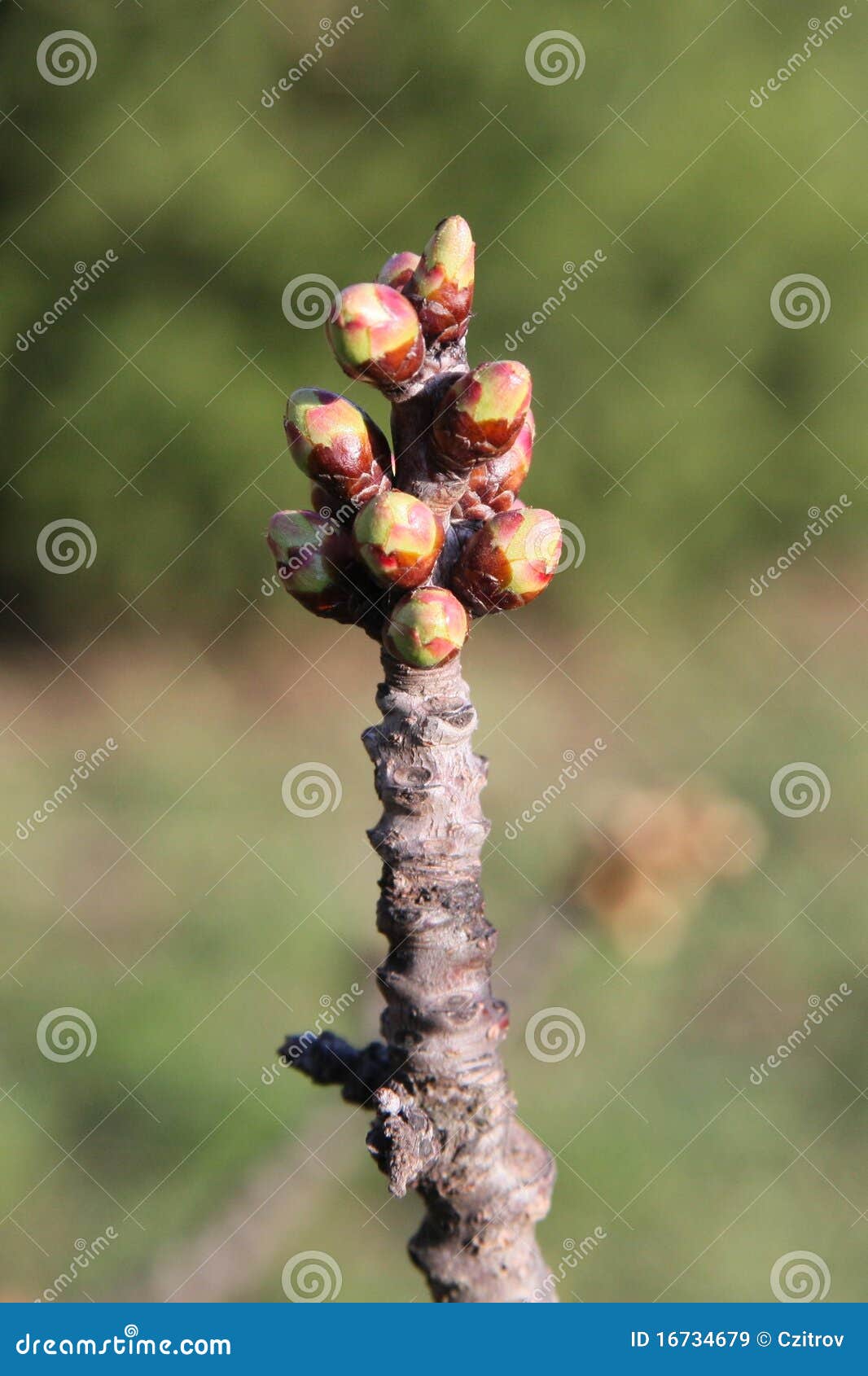 Budding cherry-tree stock image. Image of cherry, spring - 16734679