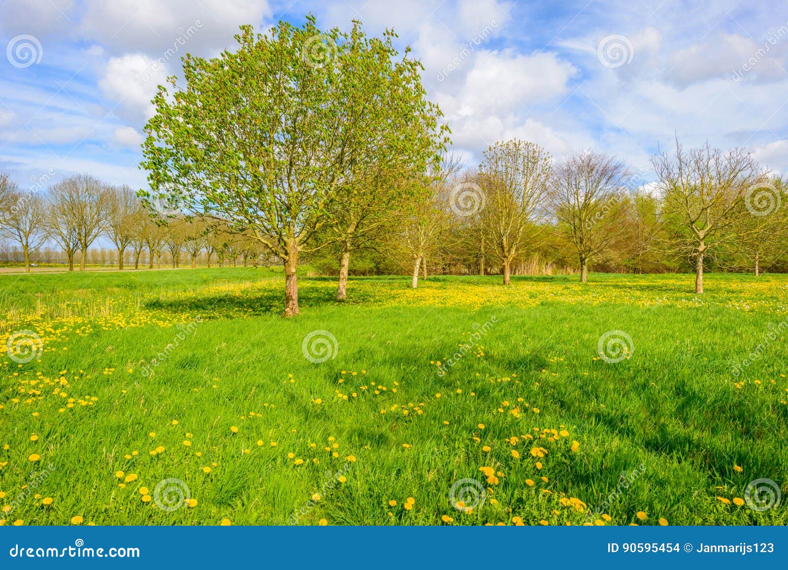 Budding Chestnut Tree in a Field Stock Photo - Image of almere, spring ...