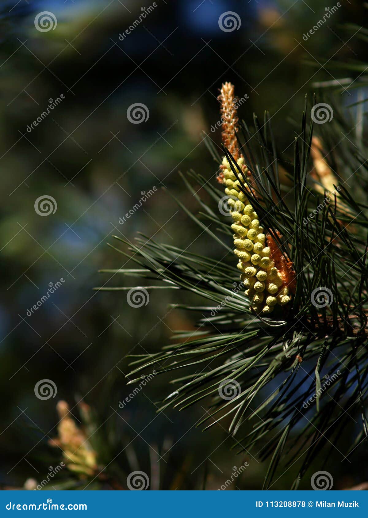 Budding Cone Pine Tree Stock Photography | CartoonDealer.com #113208878