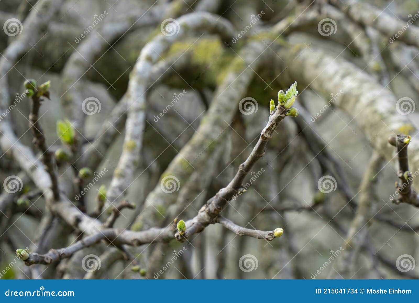 A Budding Fig Tree stock photo. Image of ficus, beginning - 215041734