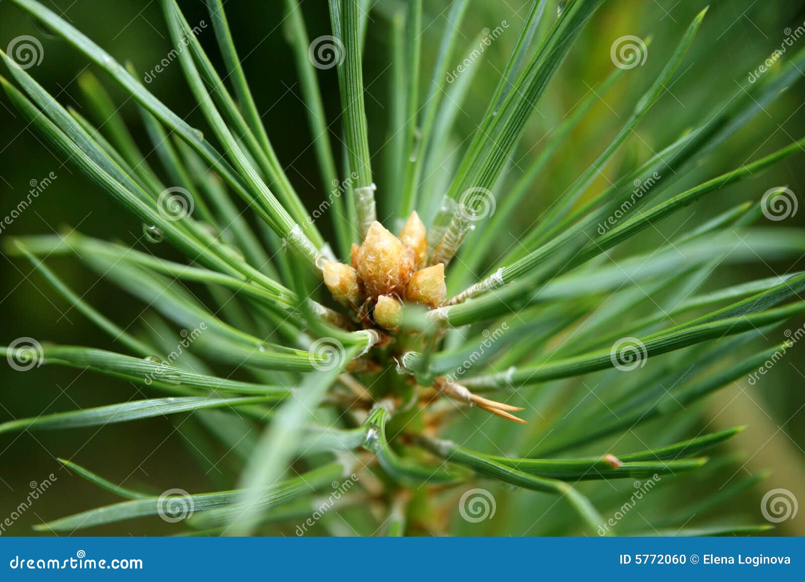 Budding fir sapling stock photo. Image of branch, outdoor - 5772060