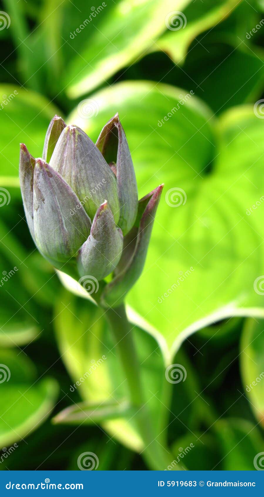 Budding flower stock image. Image of outdoors, botanical - 5919683