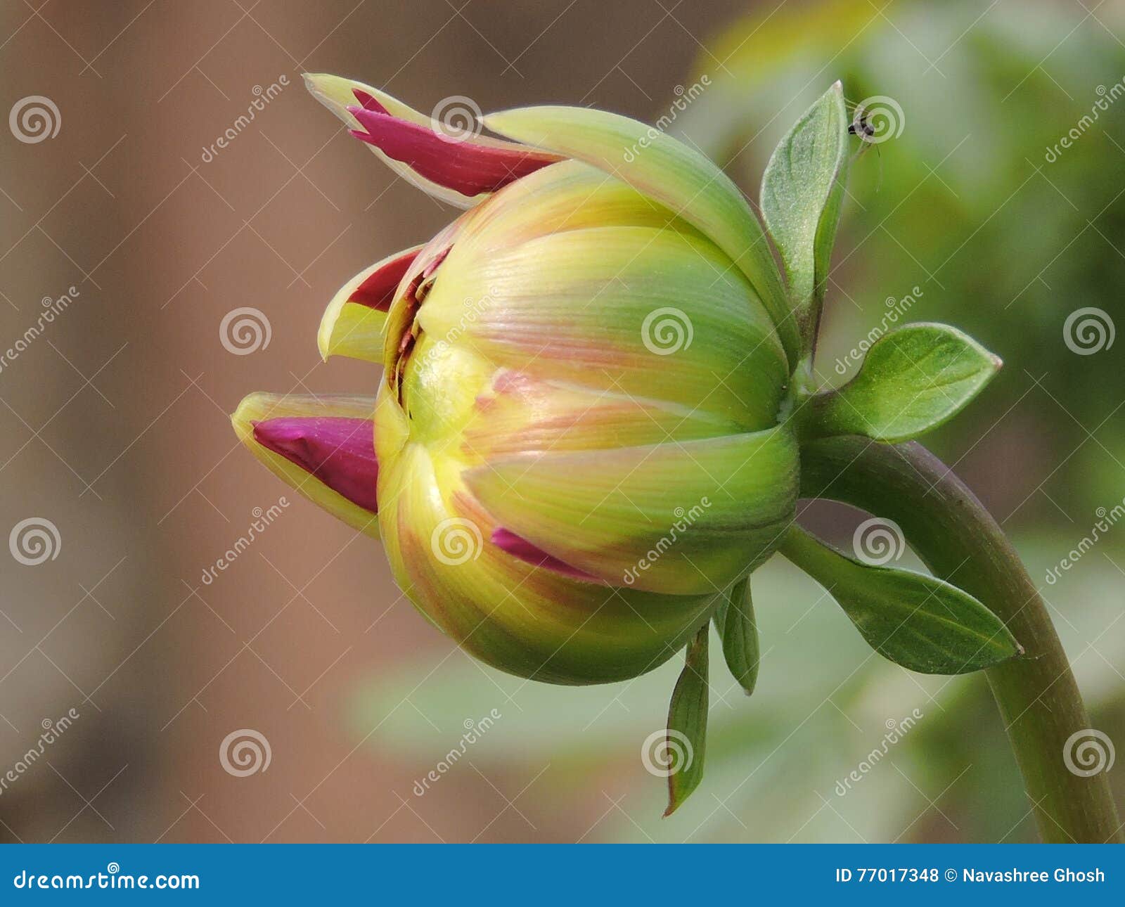 Red Budding Flower Royalty-Free Stock Photography | CartoonDealer.com ...