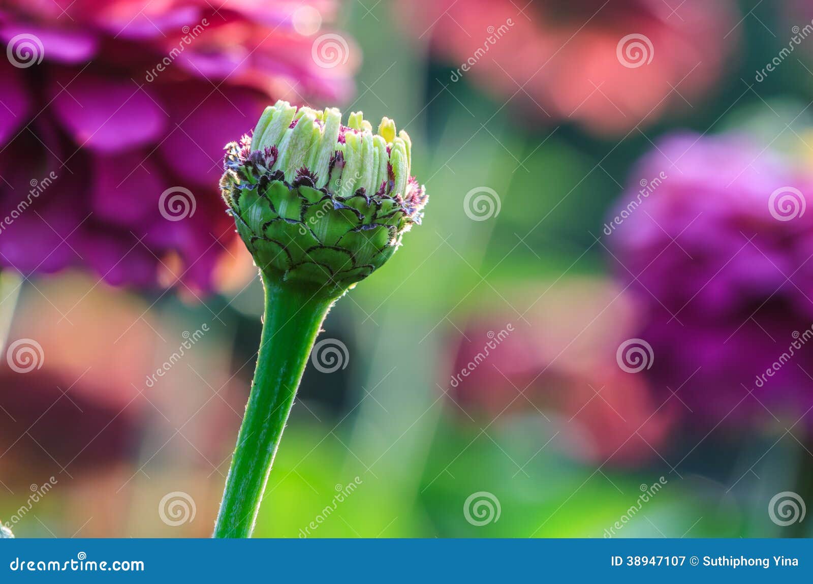 Budding flower stock image. Image of outdoor, nature - 38947107