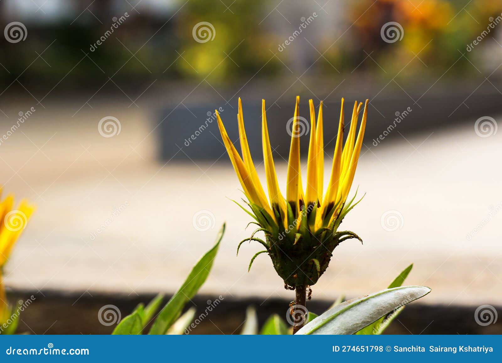 A Budding Flower of Gazinia Linearis in Bright Yellow Form Stock Photo ...
