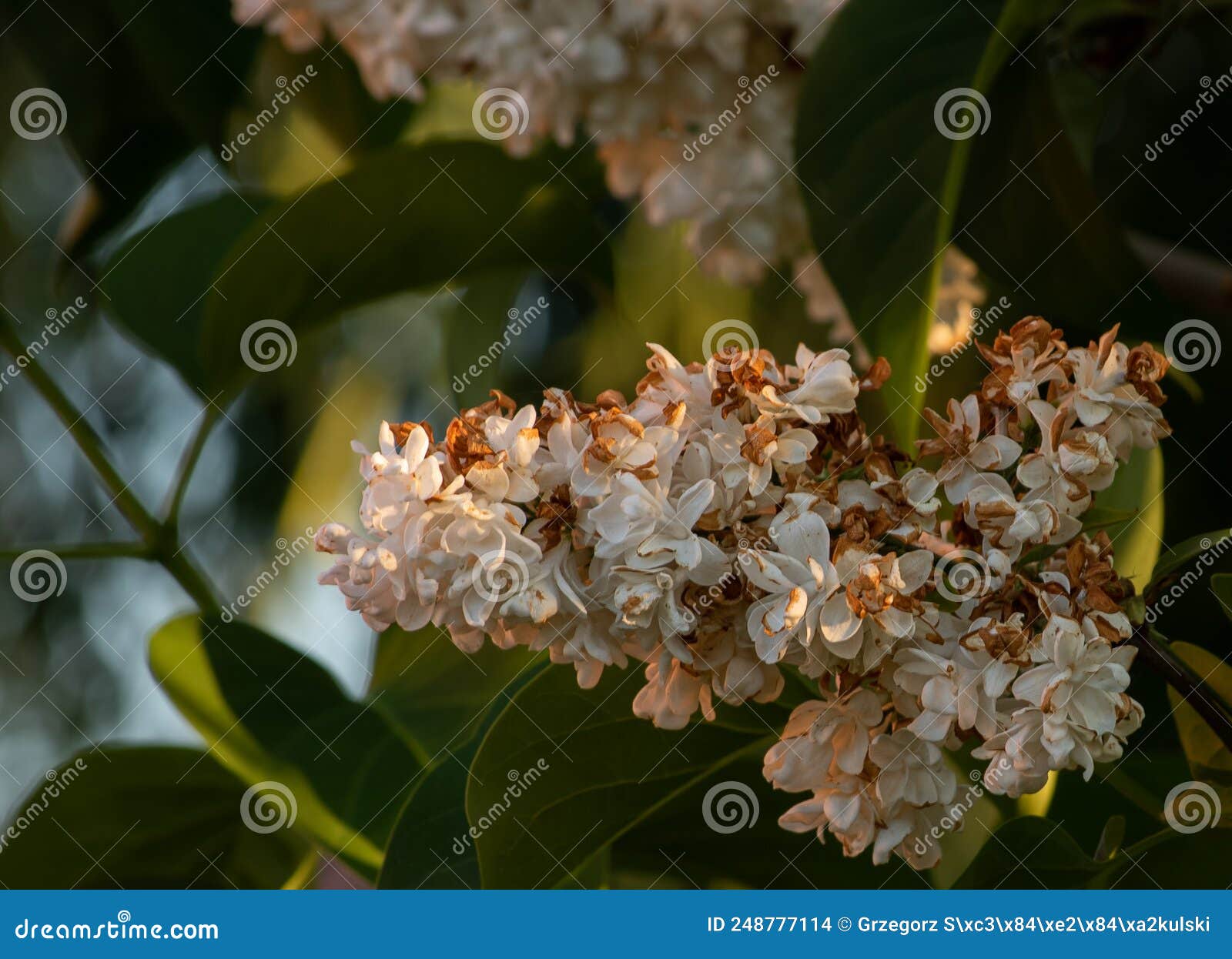 A Budding Flower that Grows in a Garden Stock Photo - Image of beauty ...