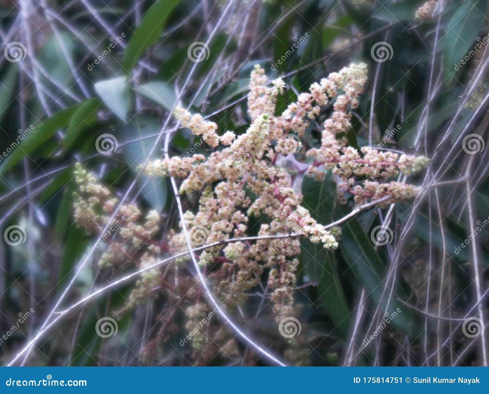 Budding Flower on a Mango Tree. Arrival of Summer Stock Image - Image ...