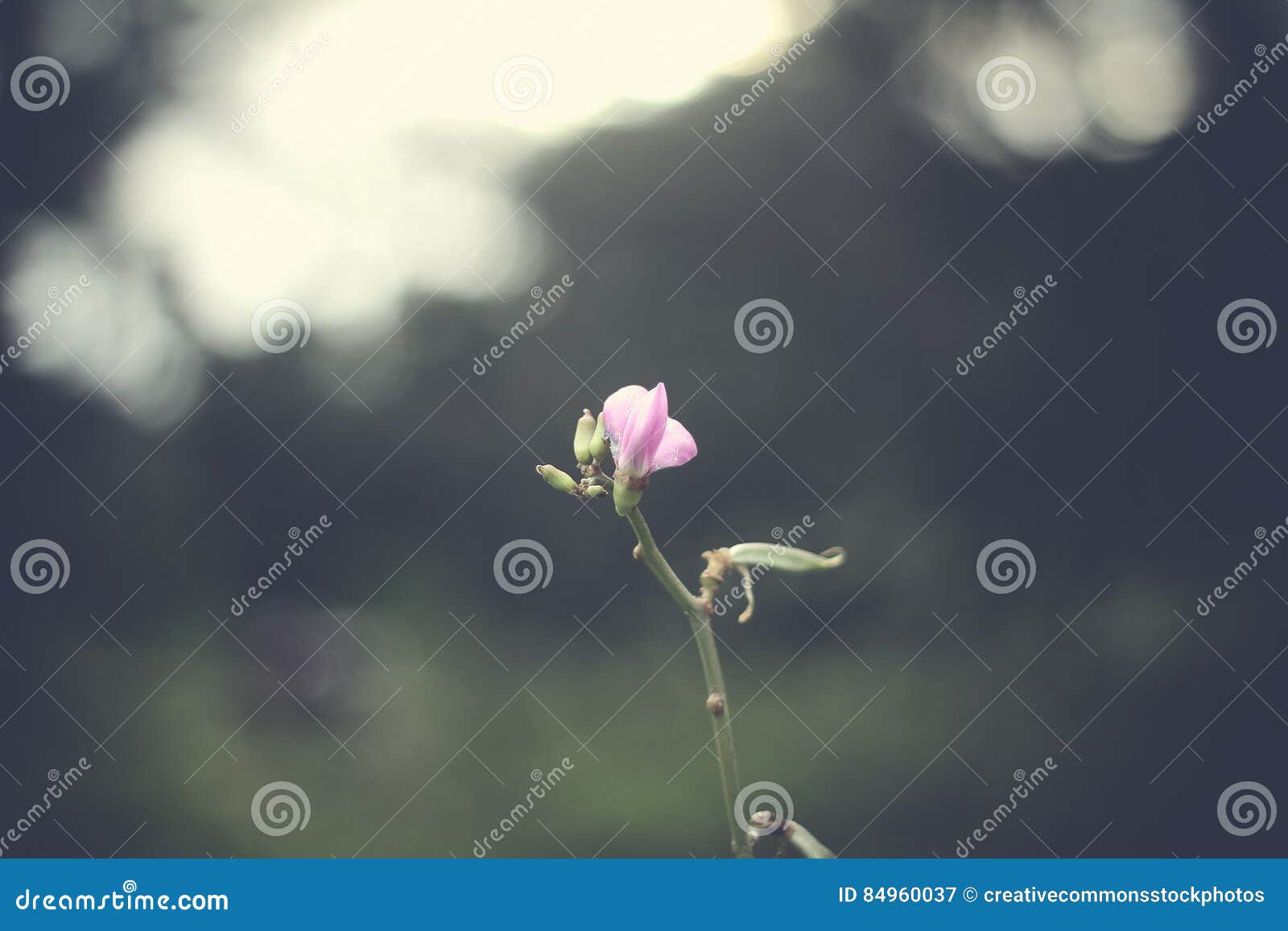 Budding Flower Picture. Image: 84960037