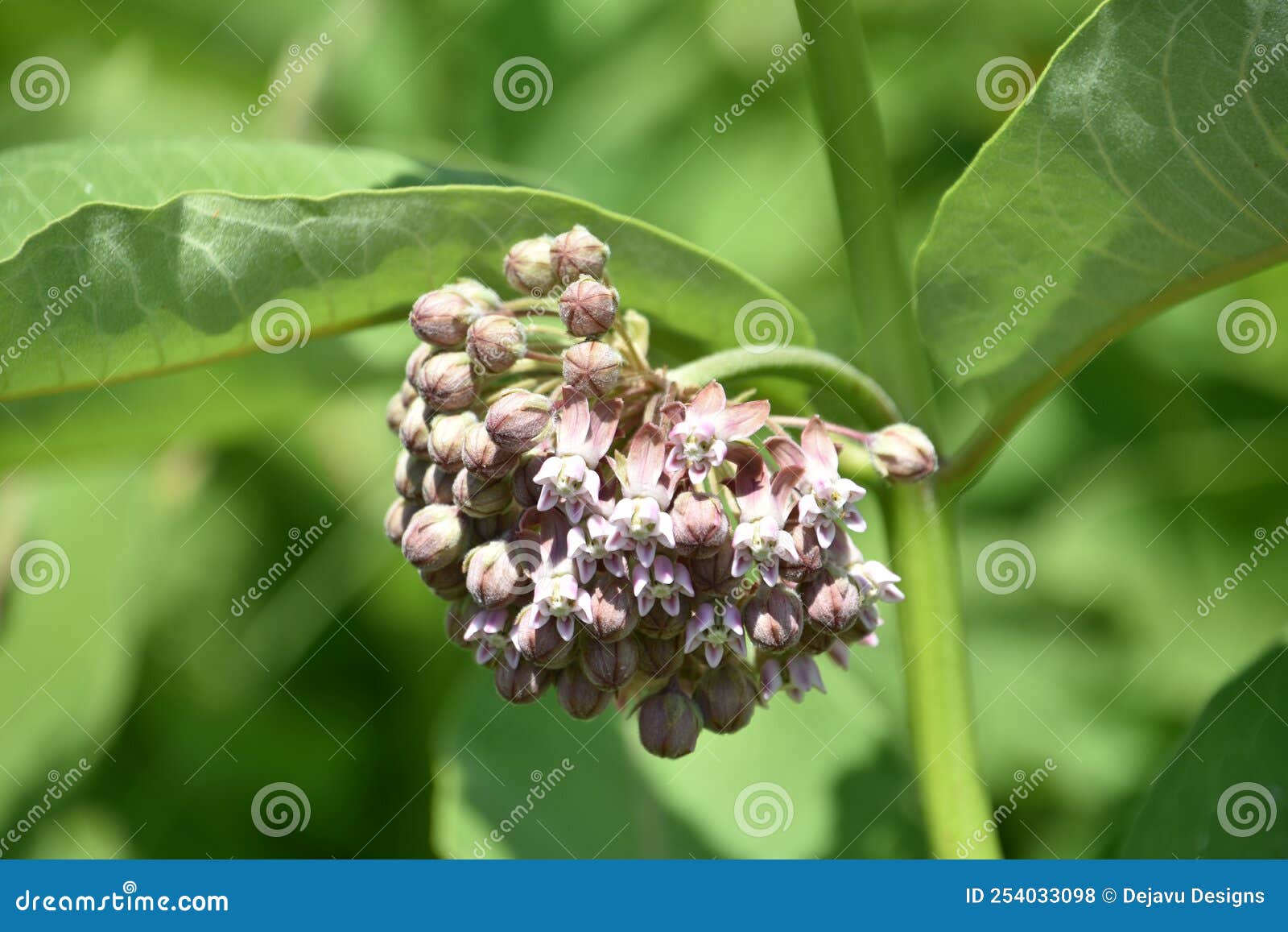 Budding and Flowering Common Milkweed Blossoms in Garden Stock Photo ...