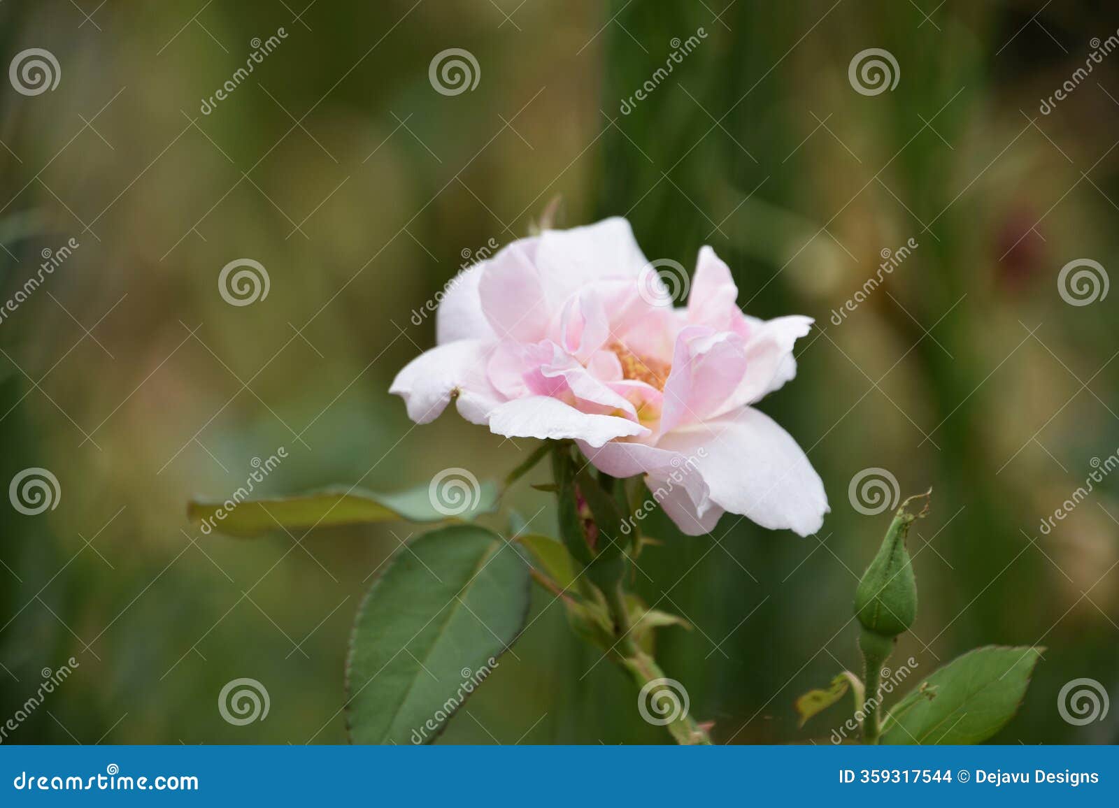 Budding and Flowering Light Pink Rose Bush Stock Photo - Image of ...