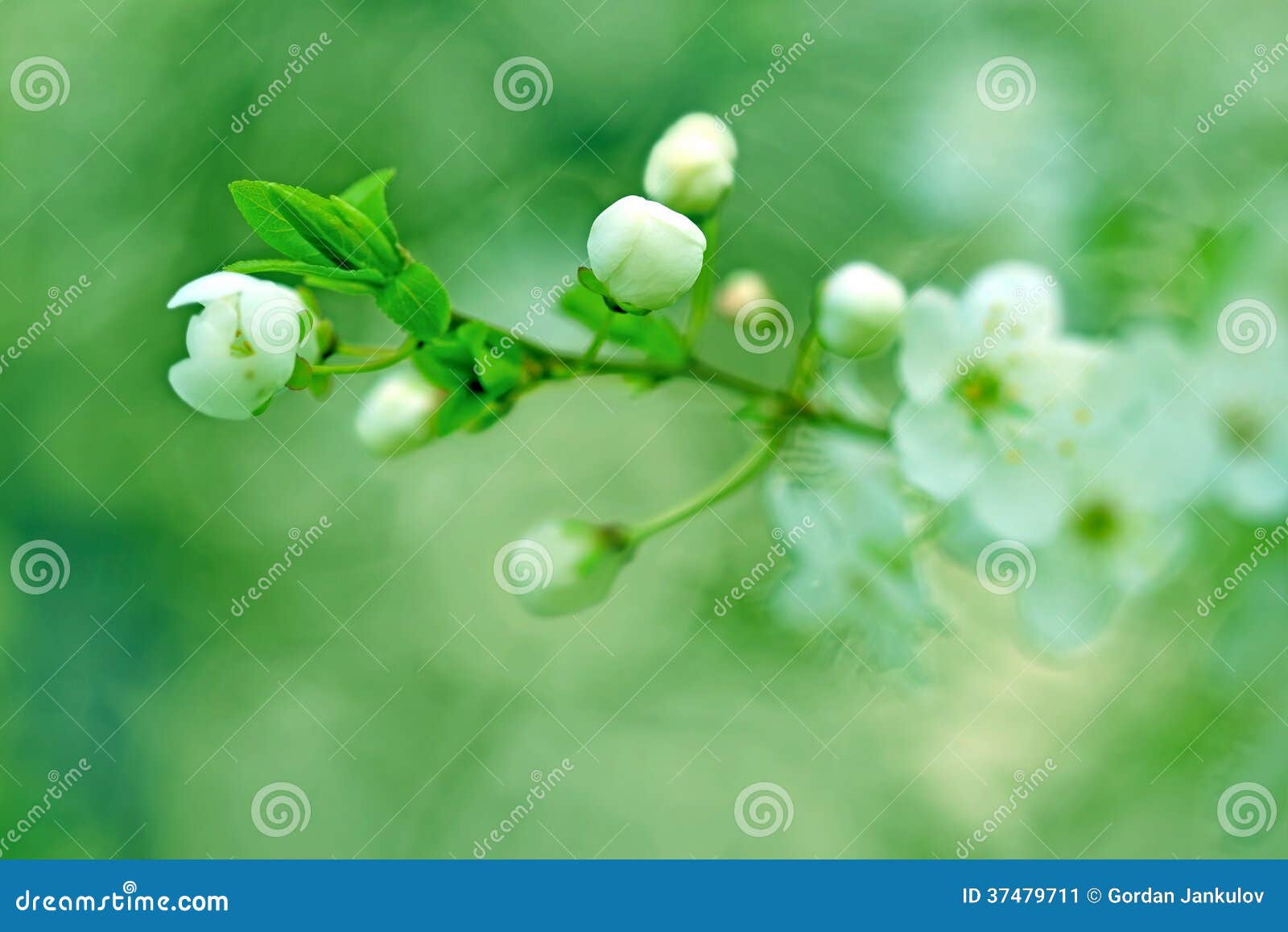 Budding - Flowering in Spring Stock Image - Image of harmony, nature ...