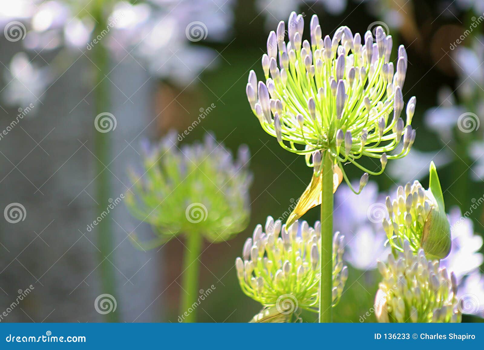 Budding Flowers stock image. Image of plant, bright, foliage - 136233
