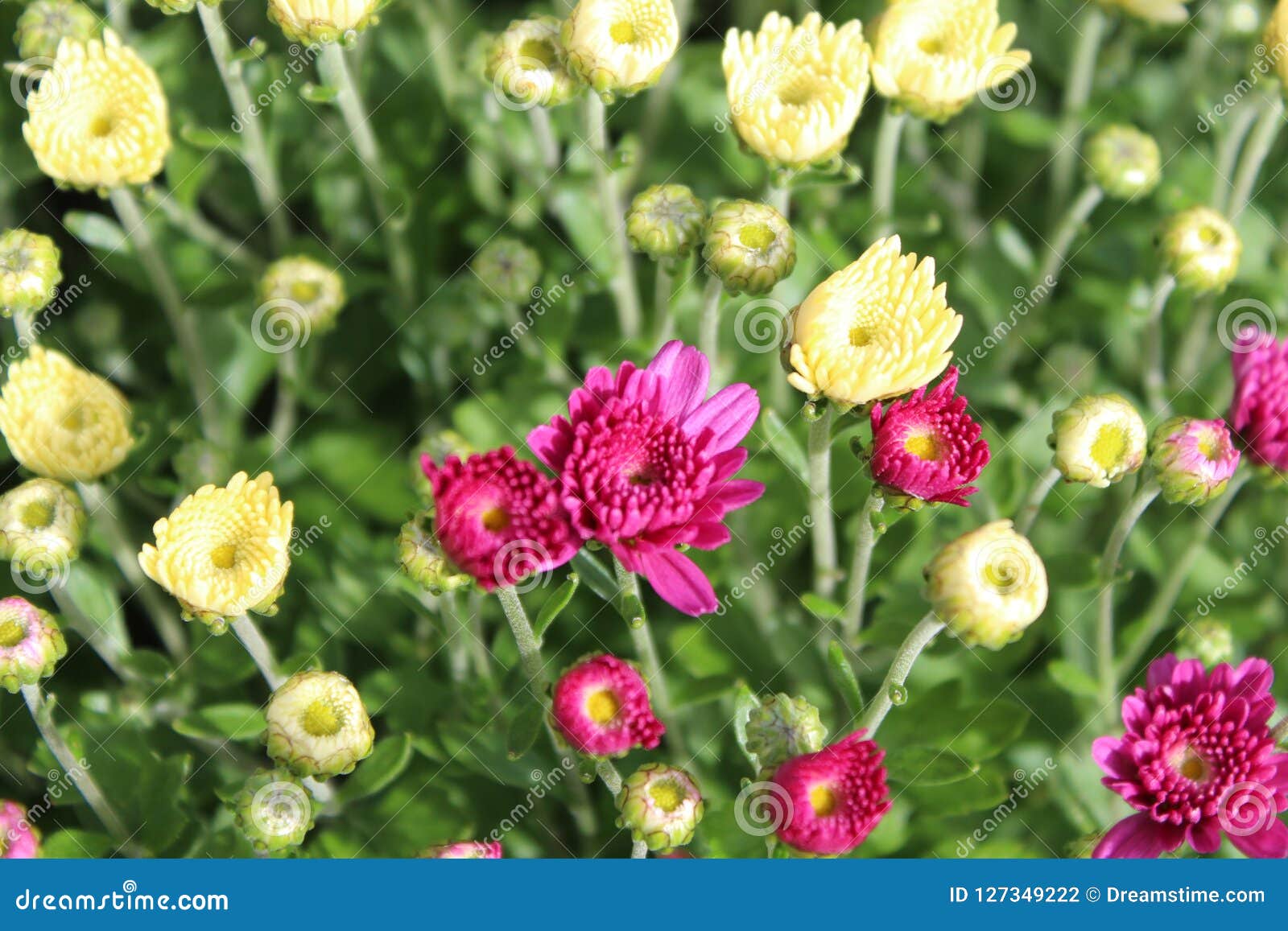 Budding Flowers stock photo. Image of yellow, flowers - 127349222