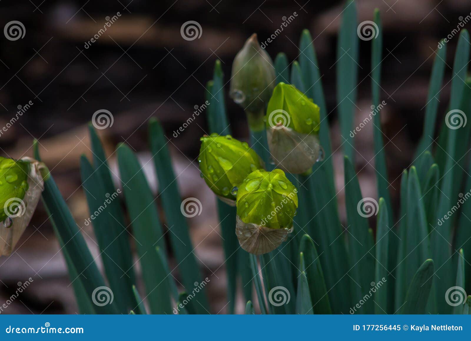 Budding Flowers with Raindrops on Them Stock Image - Image of closeup ...