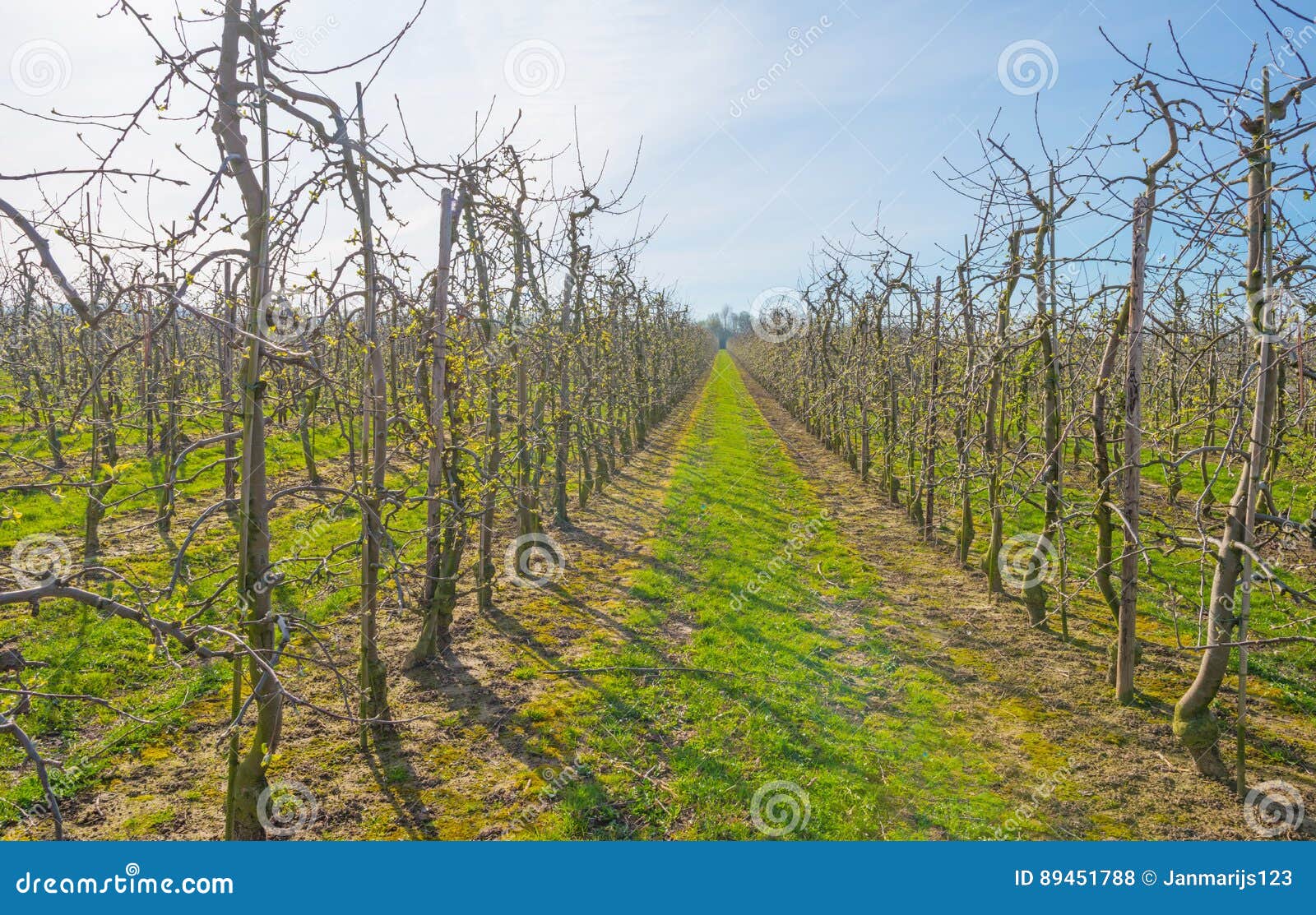 Budding Fruit Trees in an Orchard in Spring Stock Photo - Image of ...