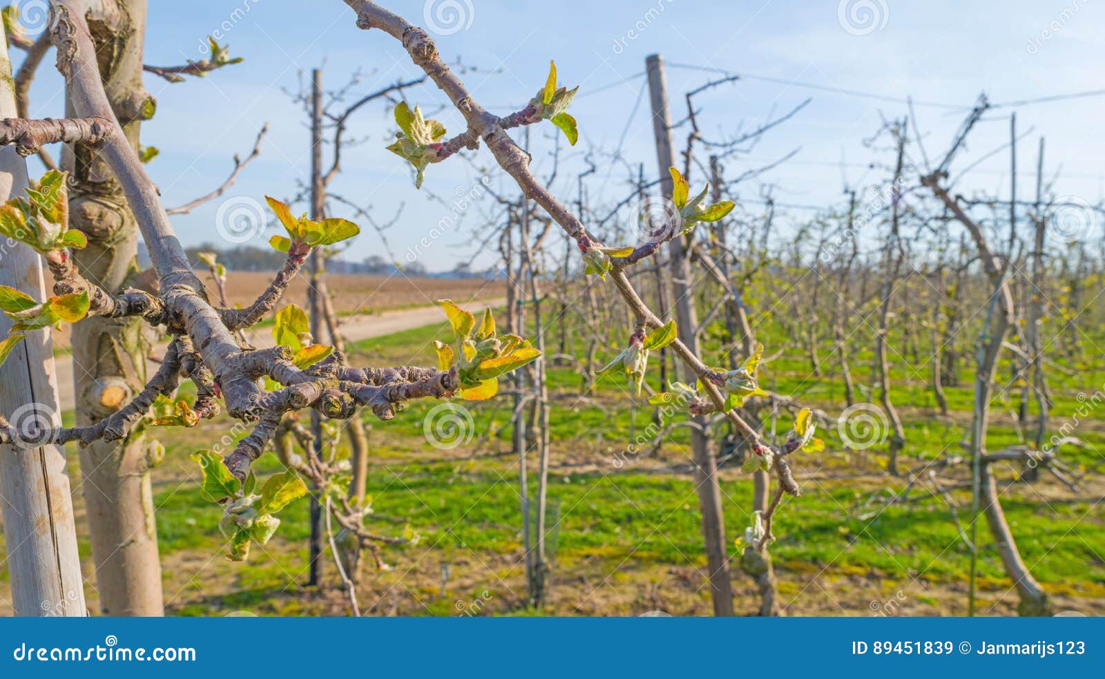 Budding Fruit Trees in an Orchard in Spring Stock Image - Image of ...