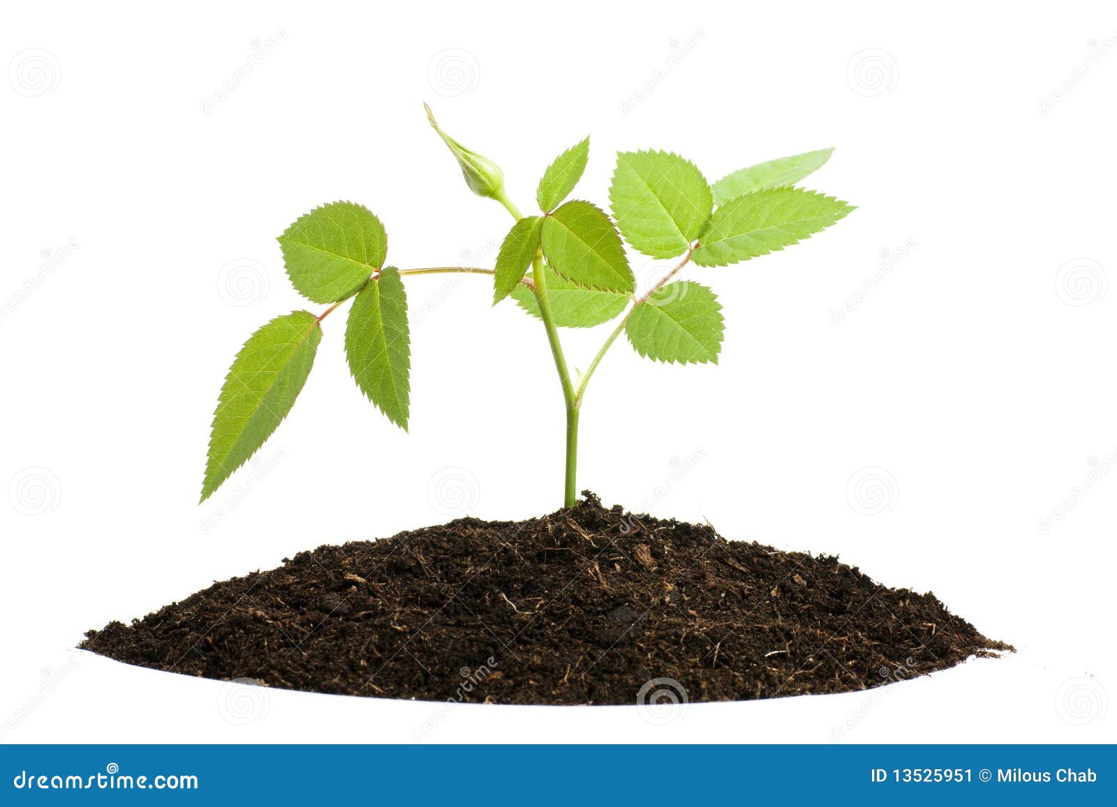 Budding garden rose stock image. Image of detail, small - 13525951