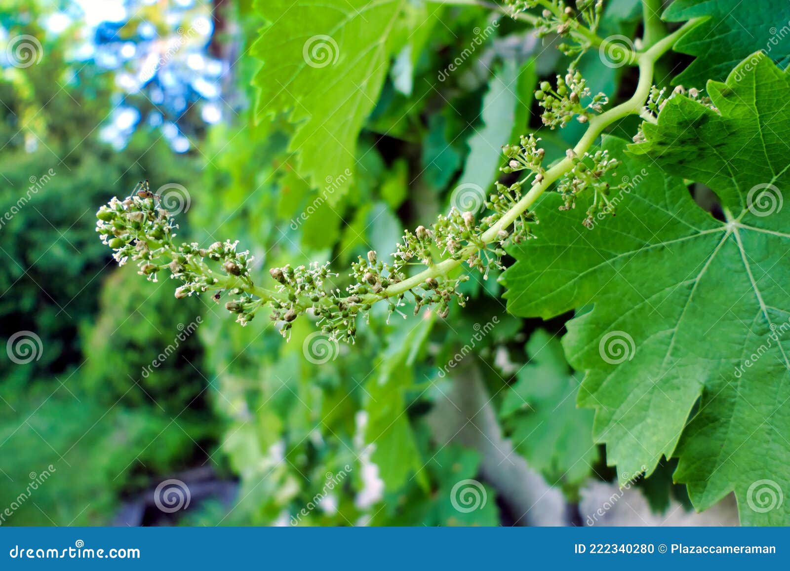 Budding Grape Vine stock photo. Image of vine, cluster - 222340280