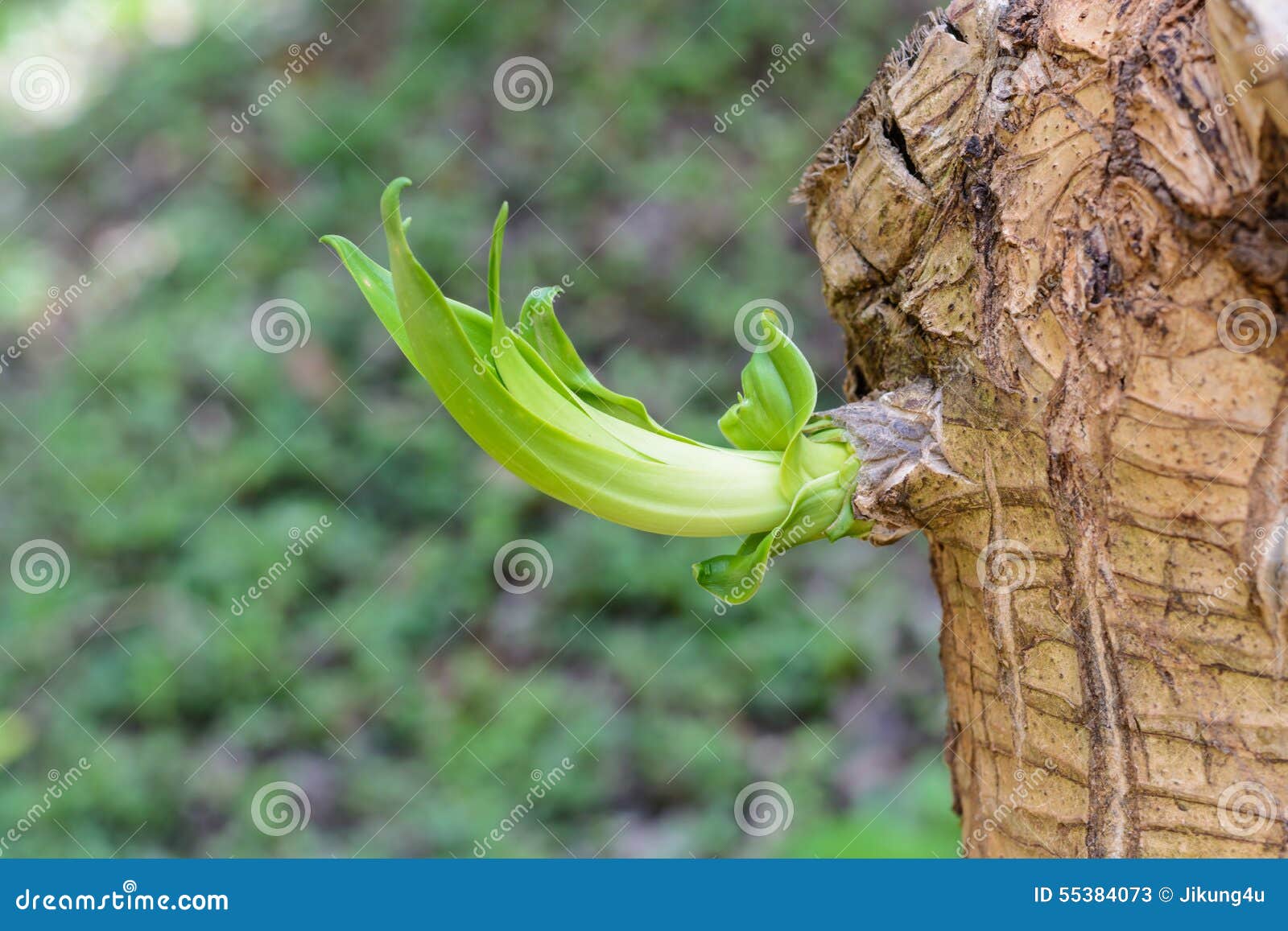 Budding green leaf stock image. Image of close, growth - 55384073