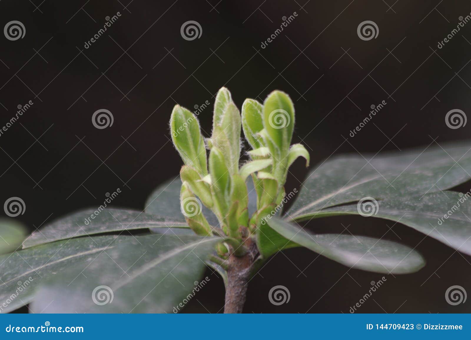 Budding Green Leaves in Spring Stock Image - Image of season, leaves ...