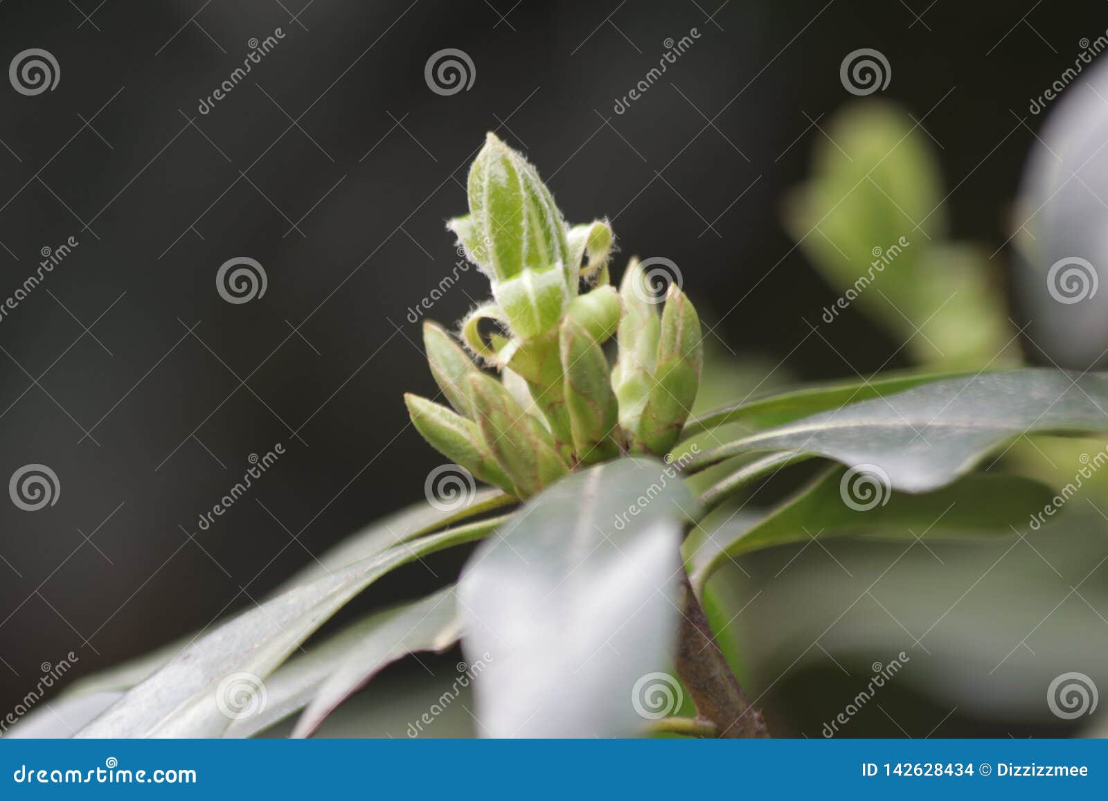 Budding Green Leaves in Spring Stock Photo - Image of progress, coming ...