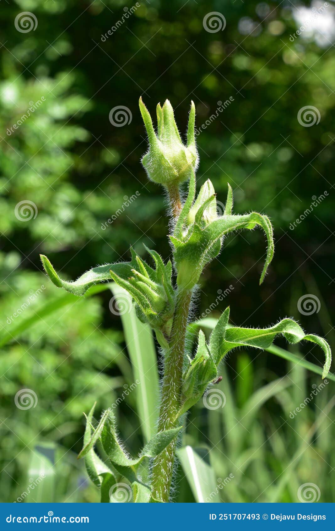 Budding Green Sunflower Plant in a Garden Stock Image - Image of ...
