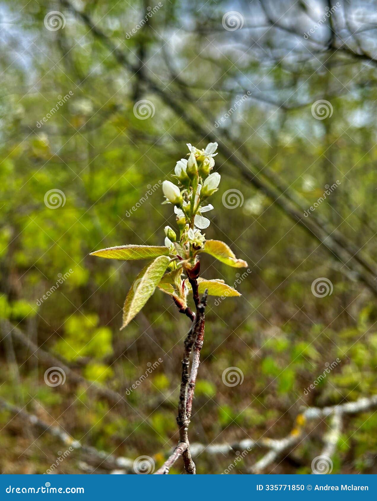 A Springtime Image of a Blooming Juneberry Plant in a Forest. Stock ...