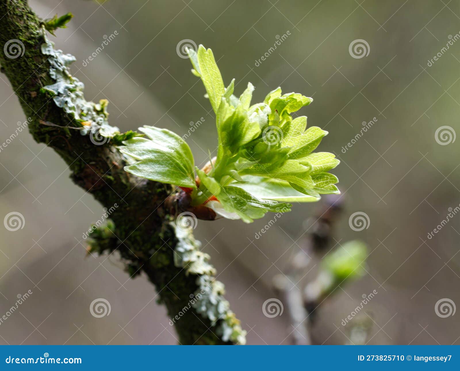 A Budding Leaf on a Tree Branch Stock Photo - Image of budding, branch ...