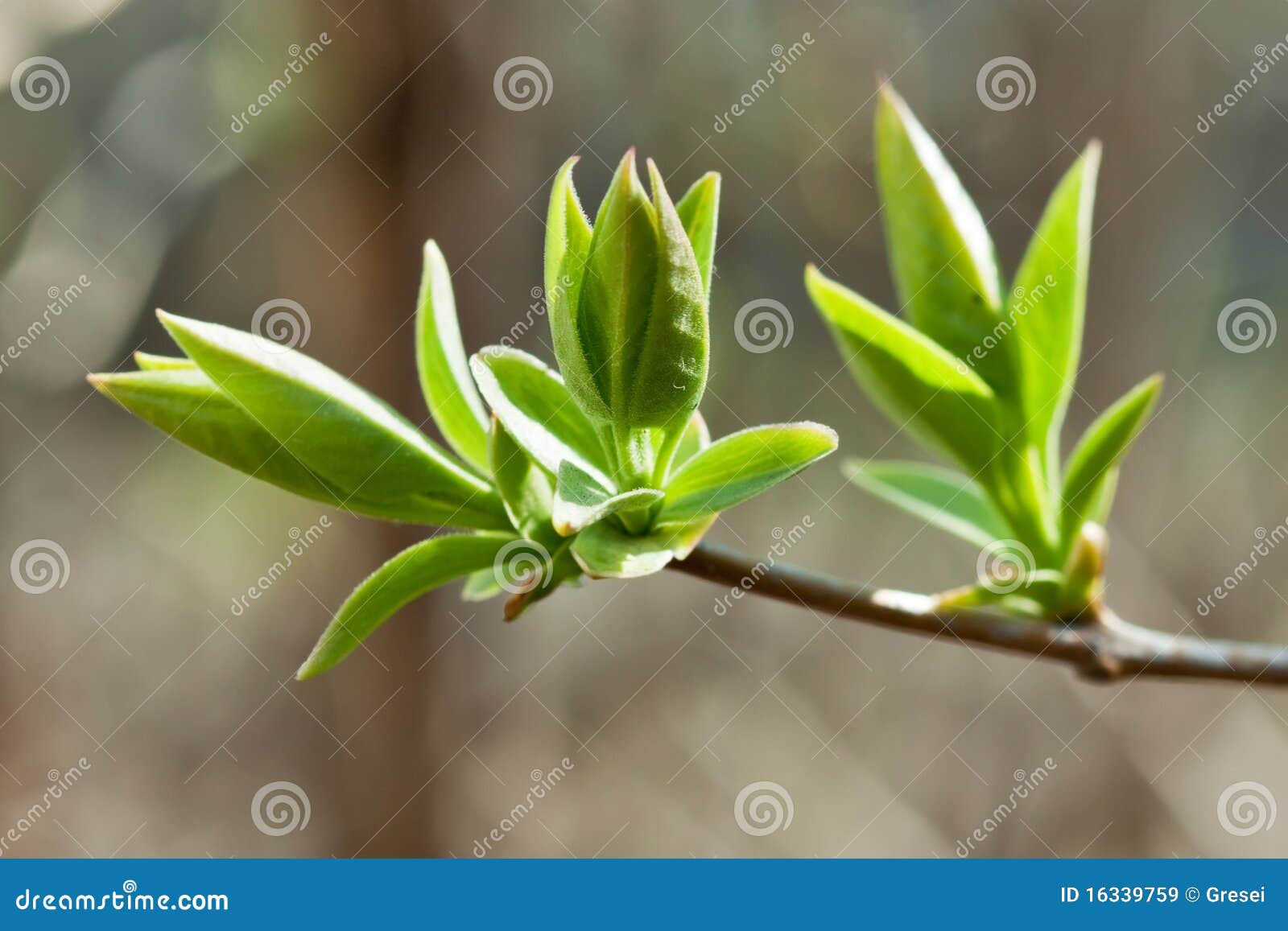 Budding leaves stock image. Image of natural, blooming - 16339759