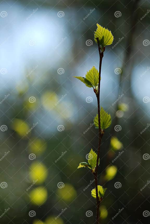 Budding Leaves of Birch stock photo. Image of nature - 65606778