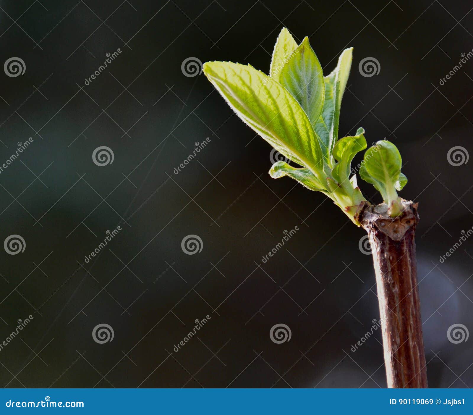 Budding leaves stock image. Image of close, blooming - 90119069