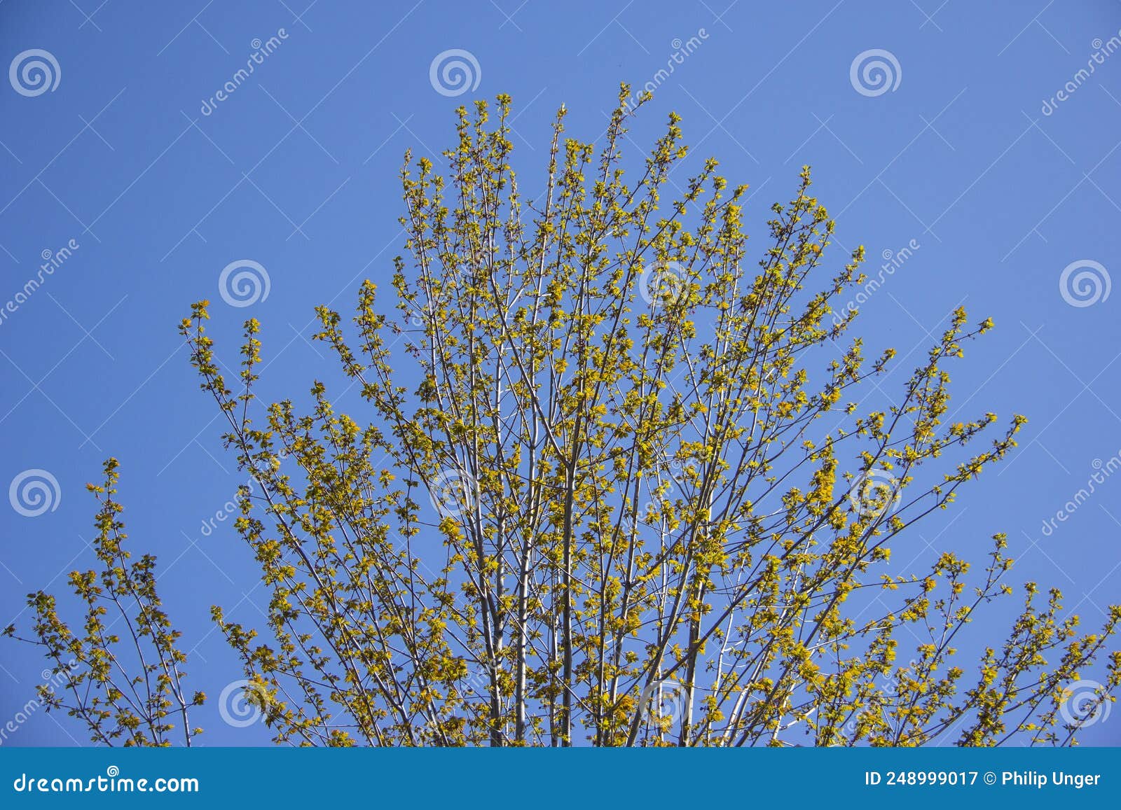 Budding Leaves on a Mature Tree Stock Image - Image of fresh, foliage ...