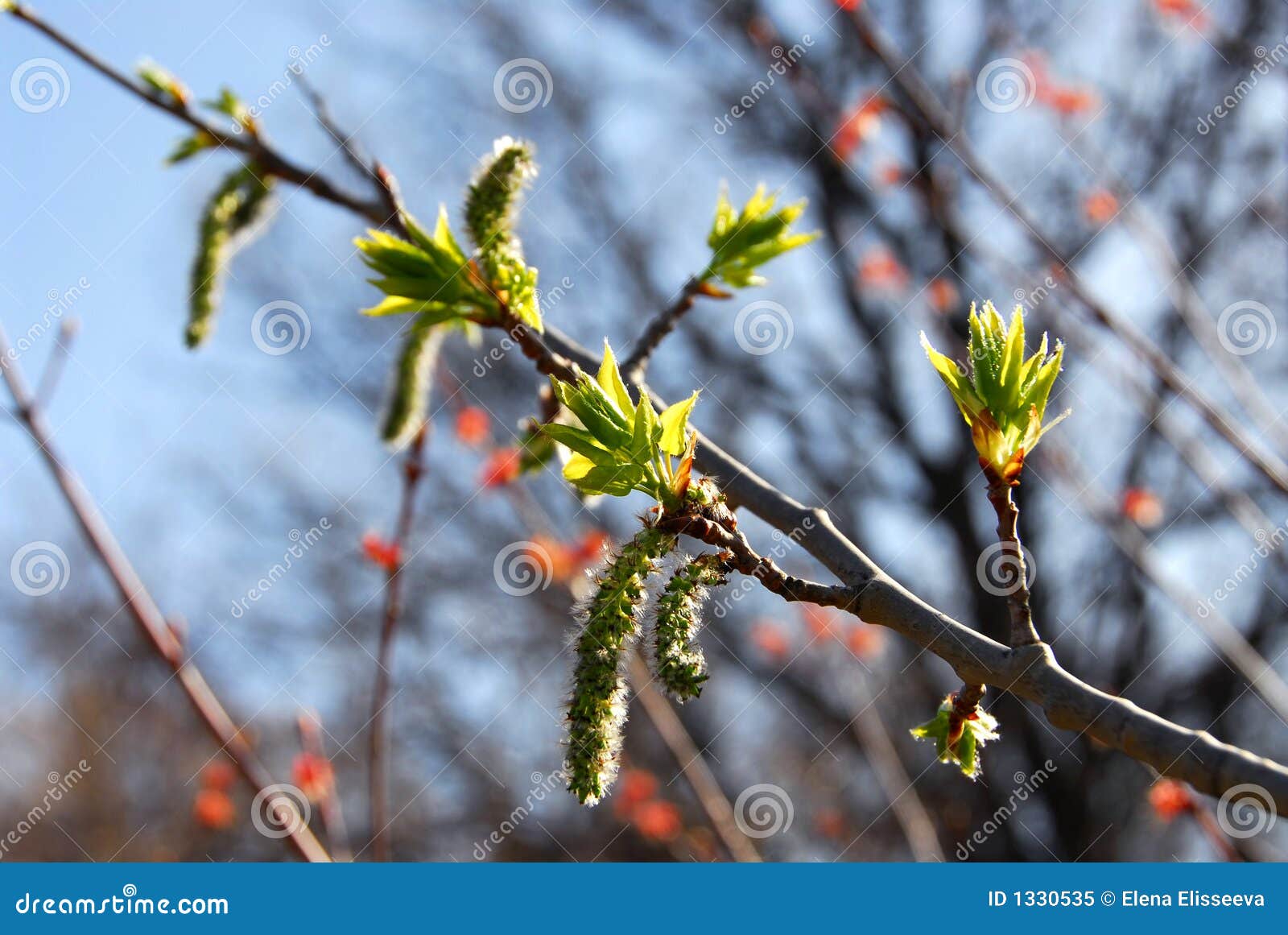 Budding leaves spring stock image. Image of hang, closeup - 1330535