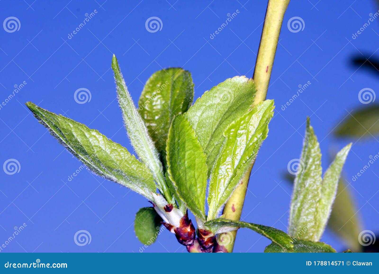 Budding leaves in spring stock image. Image of season - 178814571