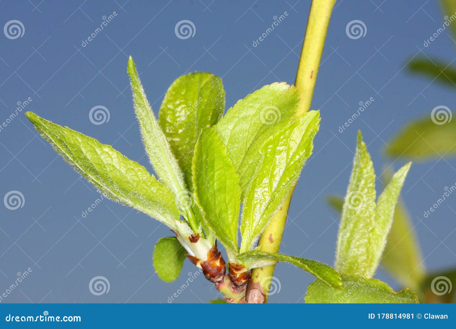 Budding leaves in spring stock image. Image of flora - 178814981