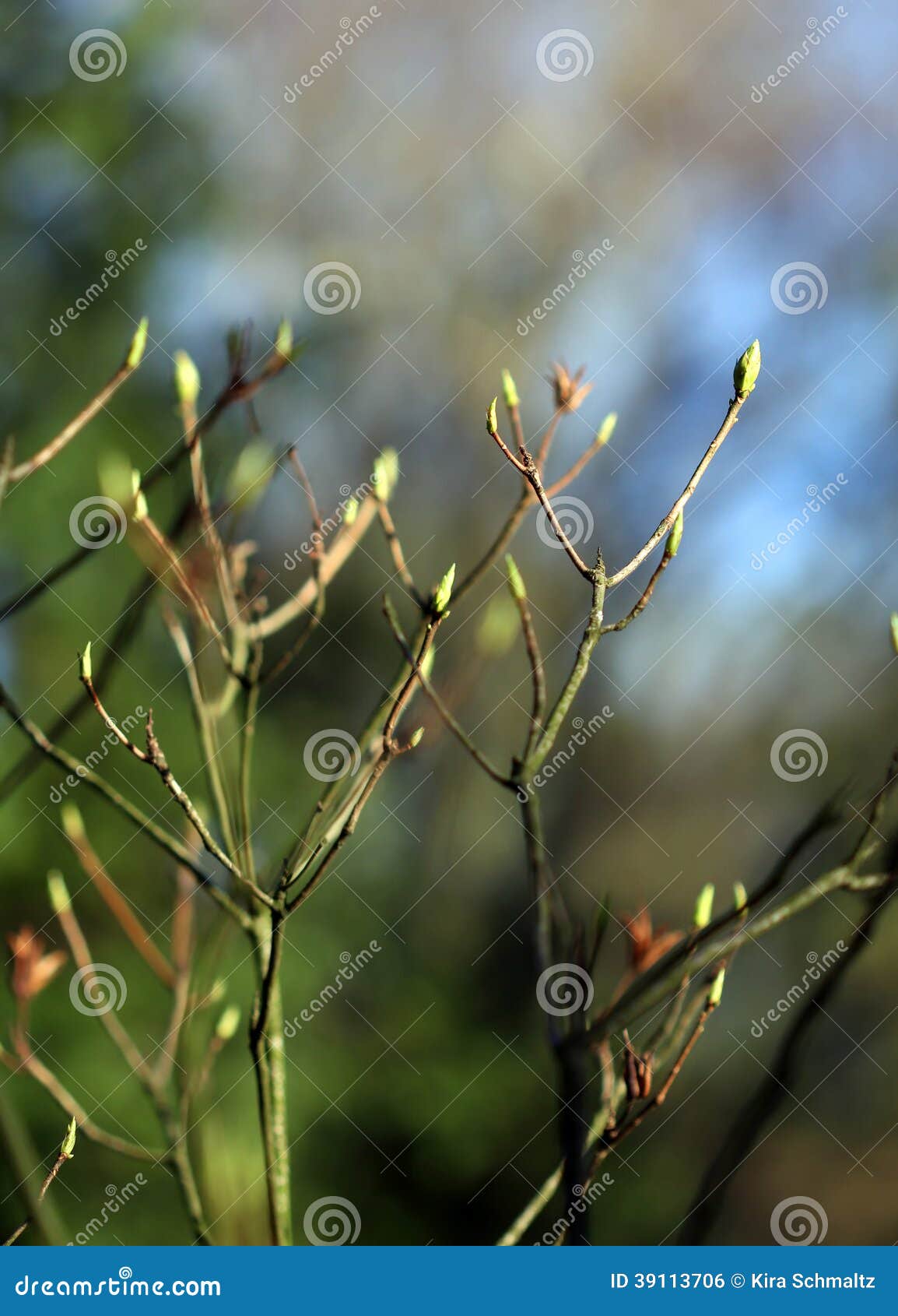 Budding Leaves on the Tree Boughs in Spring Stock Photo - Image of ...