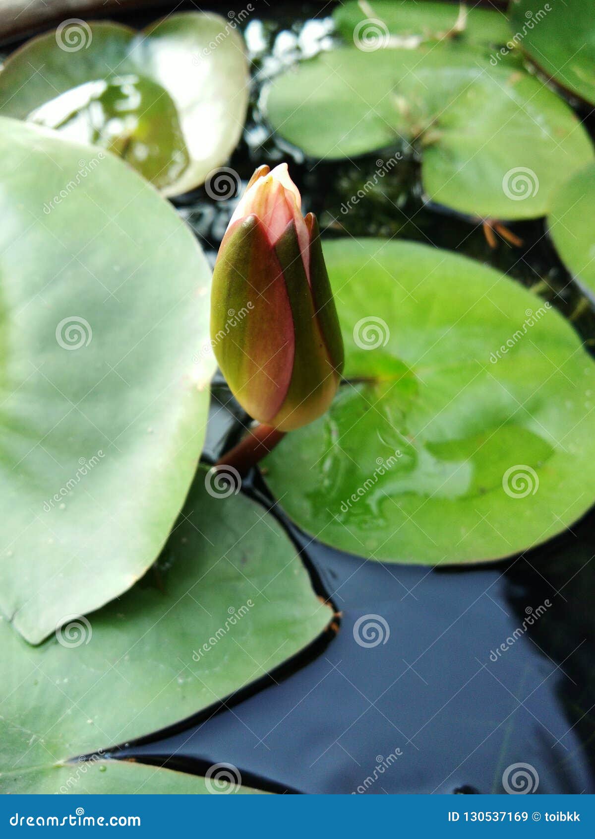 Budding Lotus Flower and Green Leaves Stock Image - Image of botanical ...
